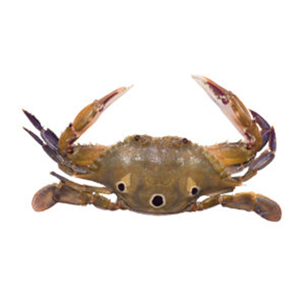 Icebergs-Fishes | Order Fresh Seafood Online