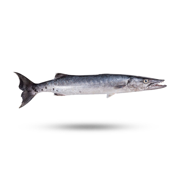 Icebergs-Fishes | Order Fresh Seafood Online