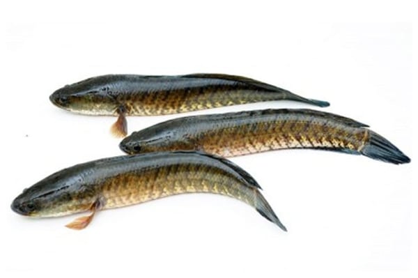 Icebergs-Fishes | Order Fresh Seafood Online